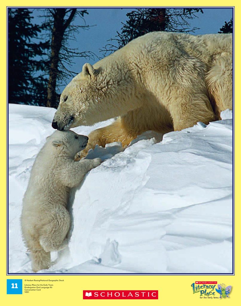 Card #11: Polar Bears – LPEYX Teaching Support